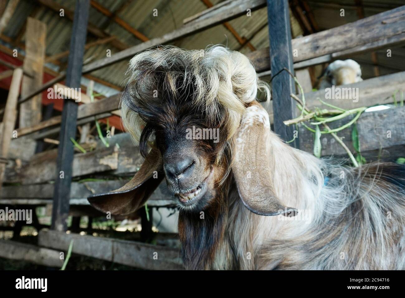 Palembang, Indonesia. 28th July, 2020. Sacrificial animal traders for ...
