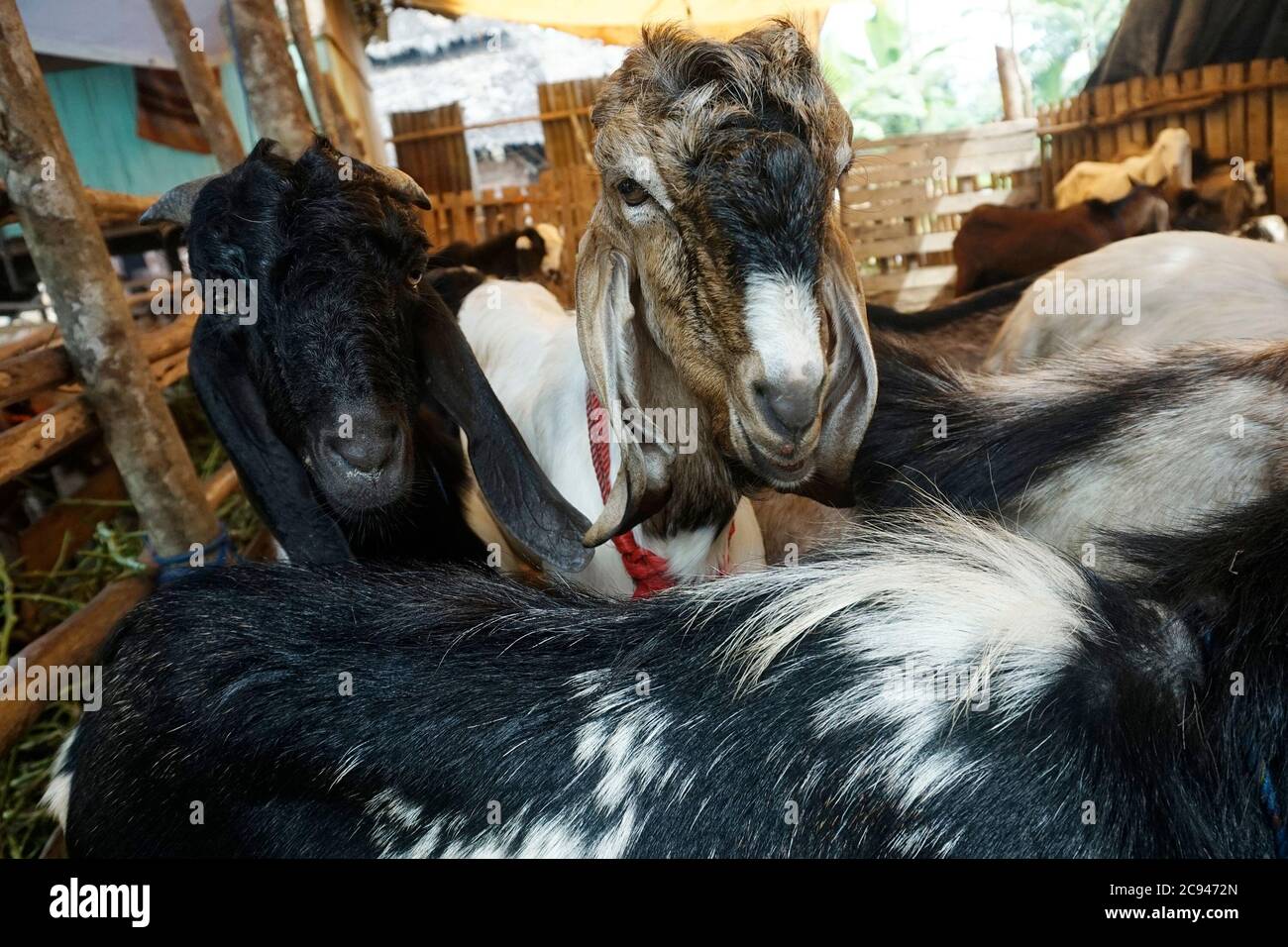 Palembang, Indonesia. 28th July, 2020. Sacrificial animal traders for ...