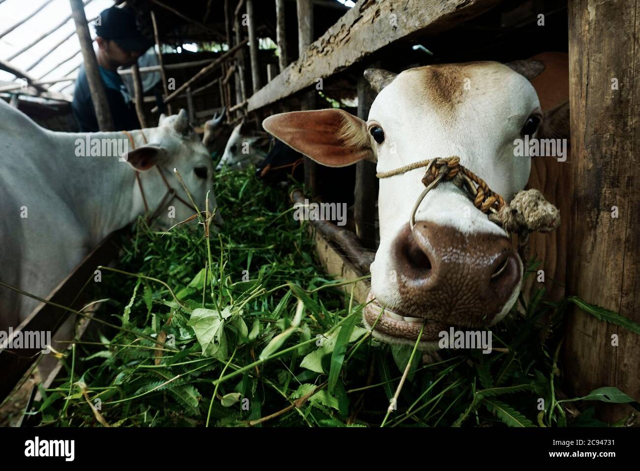Sale of sacrificial animals hi-res stock photography and images - Alamy