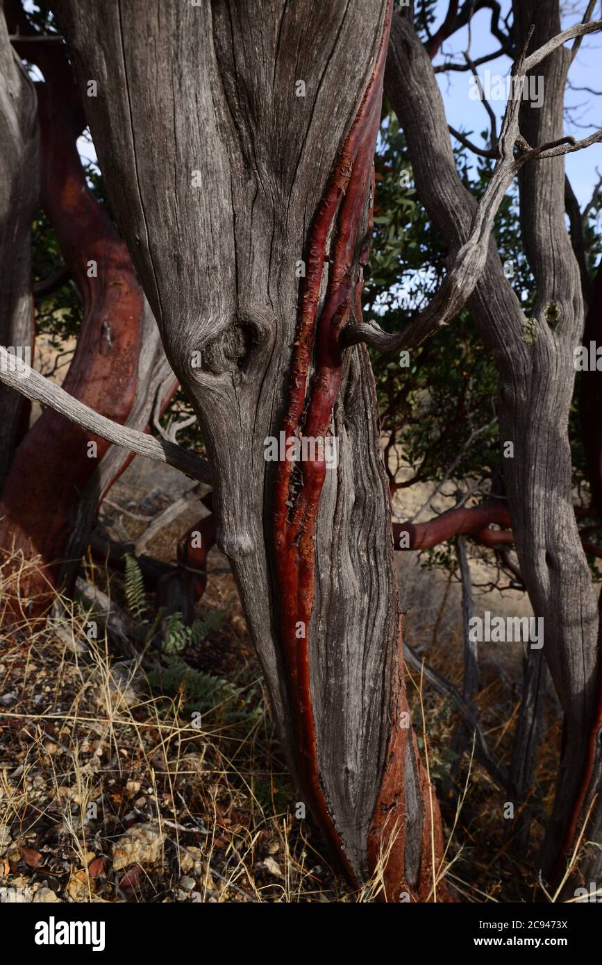 A manzanita tree grows along the Arizona National Scenic Trail, Gardner ...