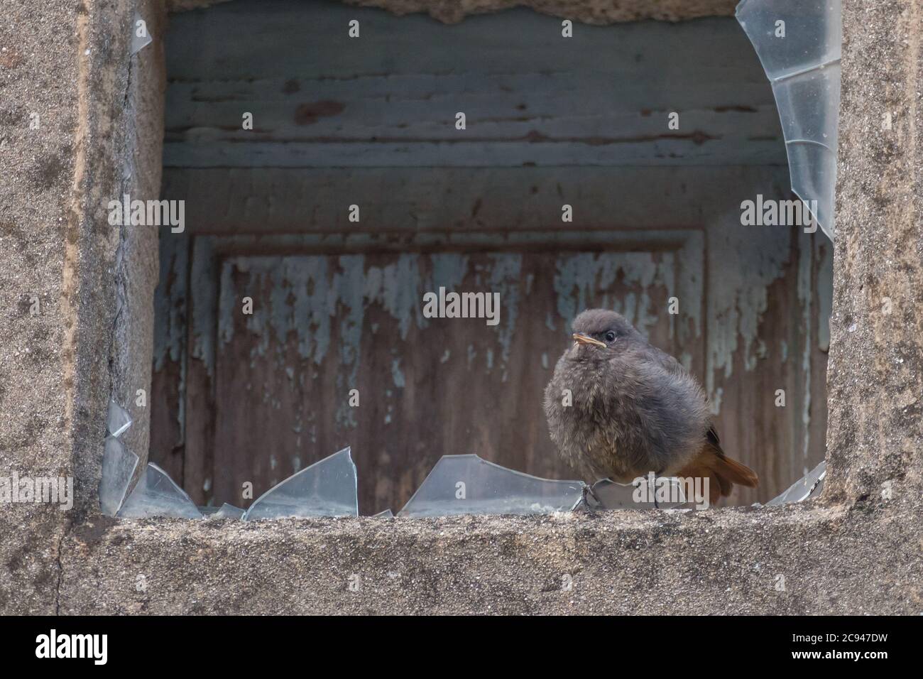 Bird with a broken wing hi-res stock photography and images - Alamy