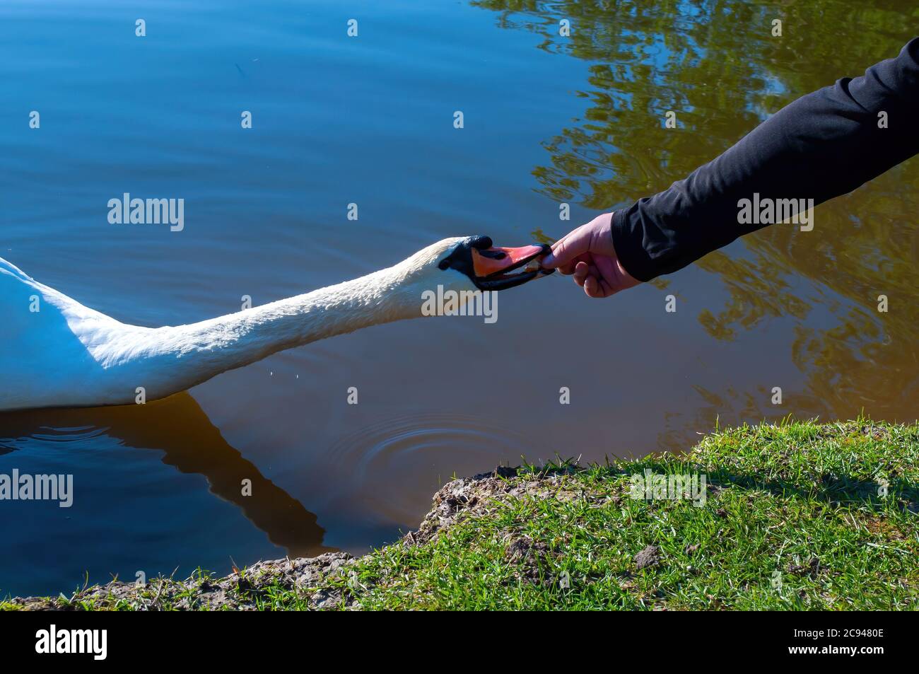 Boy with a swan hi-res stock photography and images - Alamy