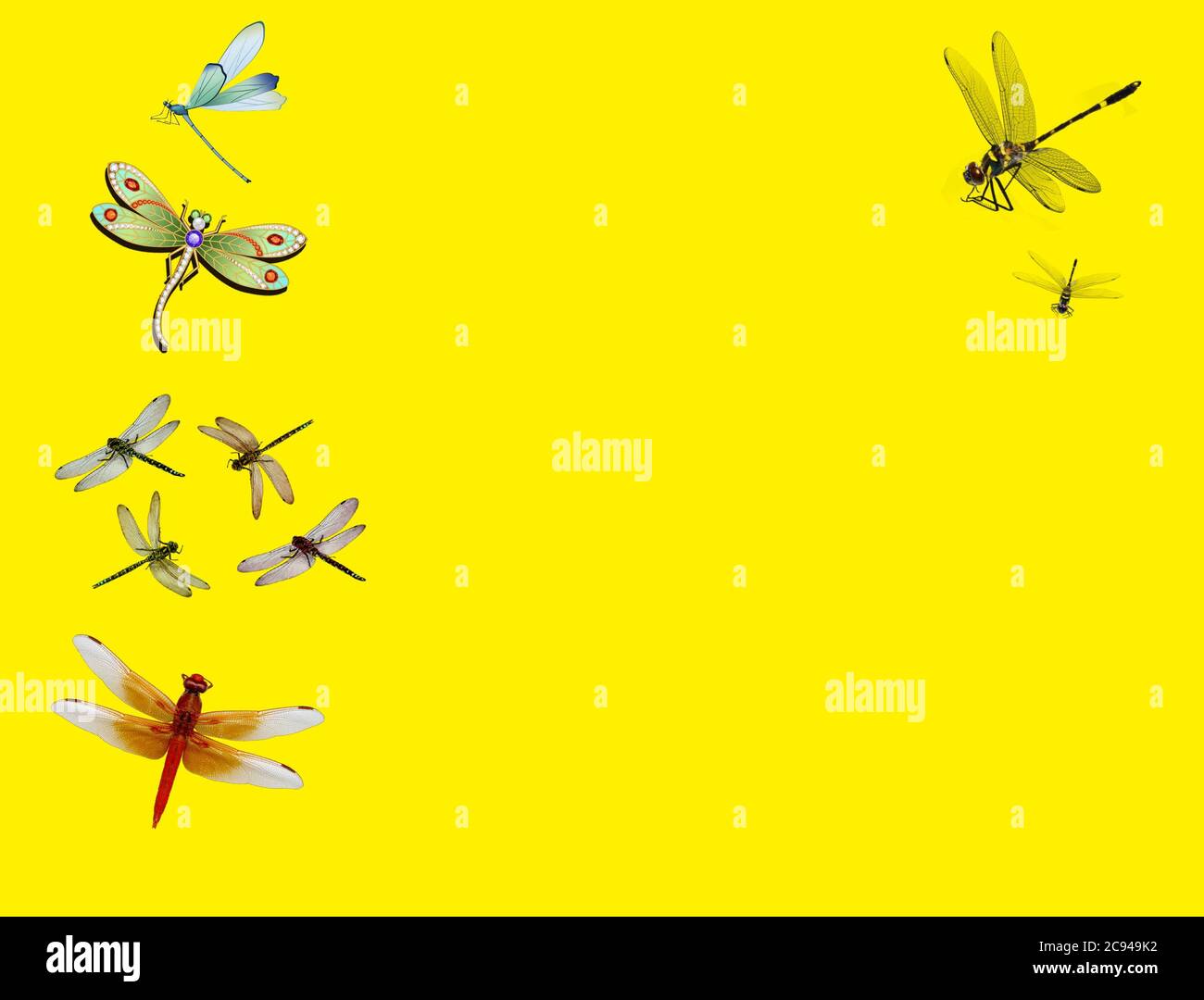 Natural background with dragonflies and rainbow in sea reflection Stock ...