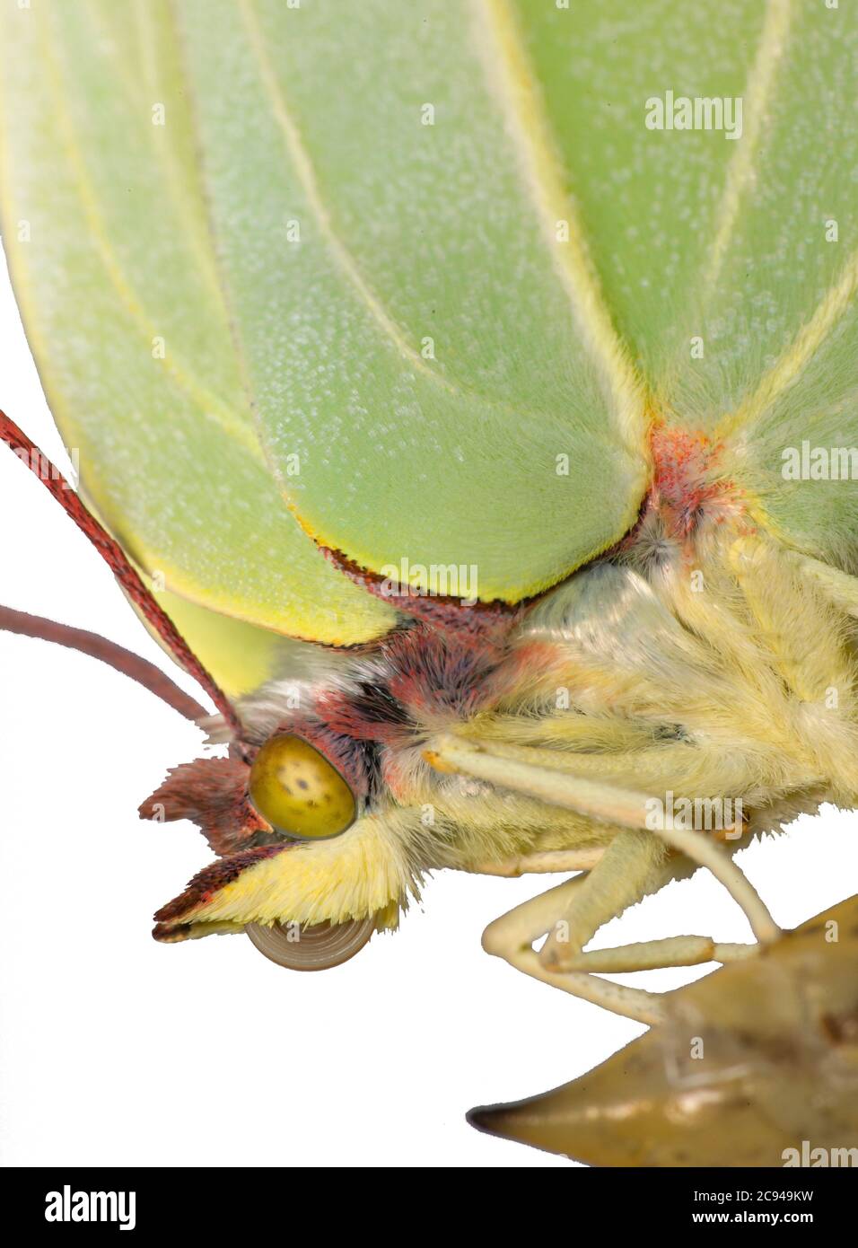 A common brimstone butterfly (Gonepteryx rhamni) as it emerges from the ...