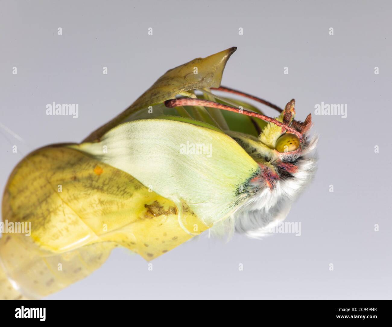 A common brimstone butterfly (Gonepteryx rhamni) as it emerges from the ...
