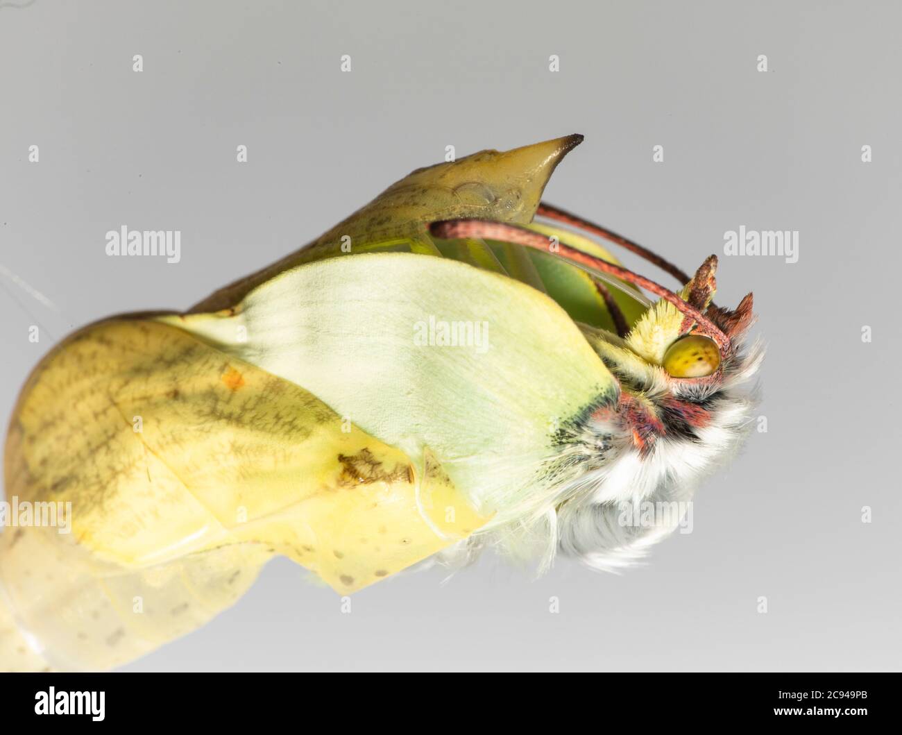 A common brimstone butterfly (Gonepteryx rhamni) as it emerges from the ...