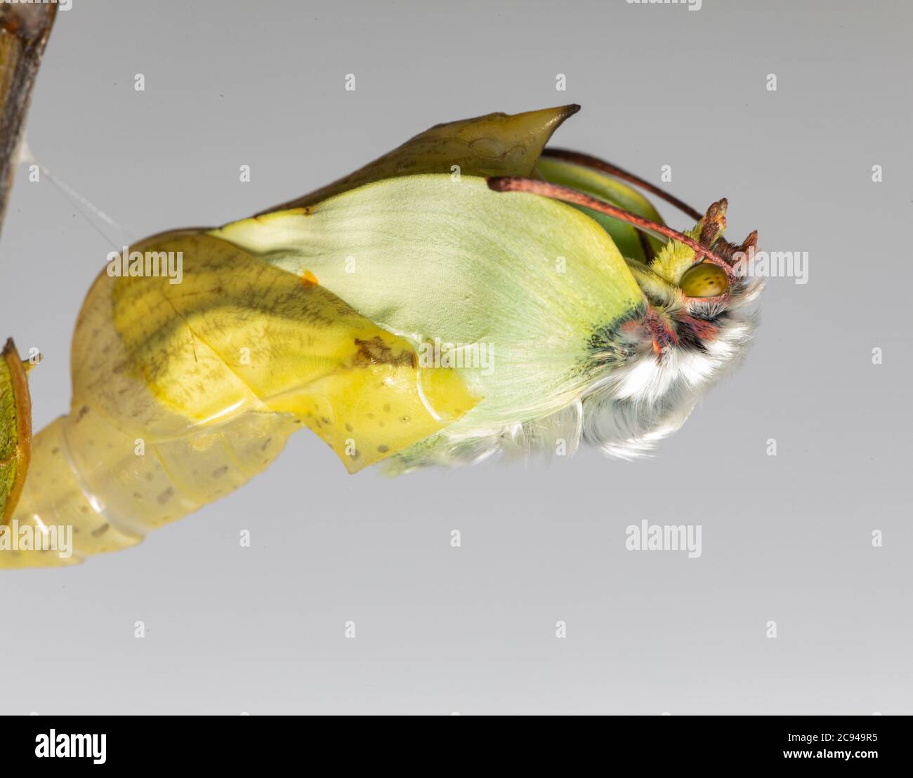 A common brimstone butterfly (Gonepteryx rhamni) as it emerges from the ...