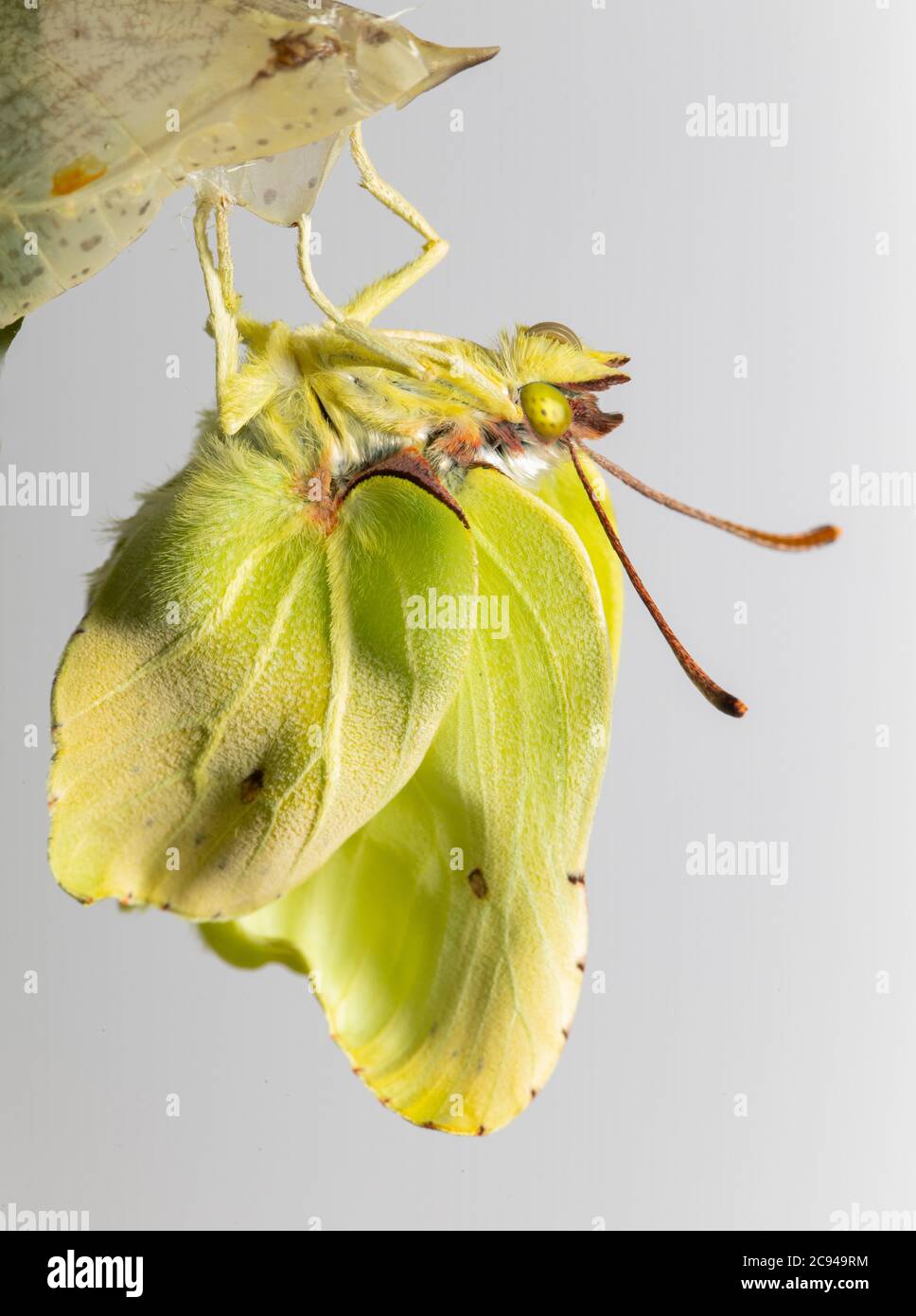 A common brimstone butterfly (Gonepteryx rhamni) as it emerges from the ...