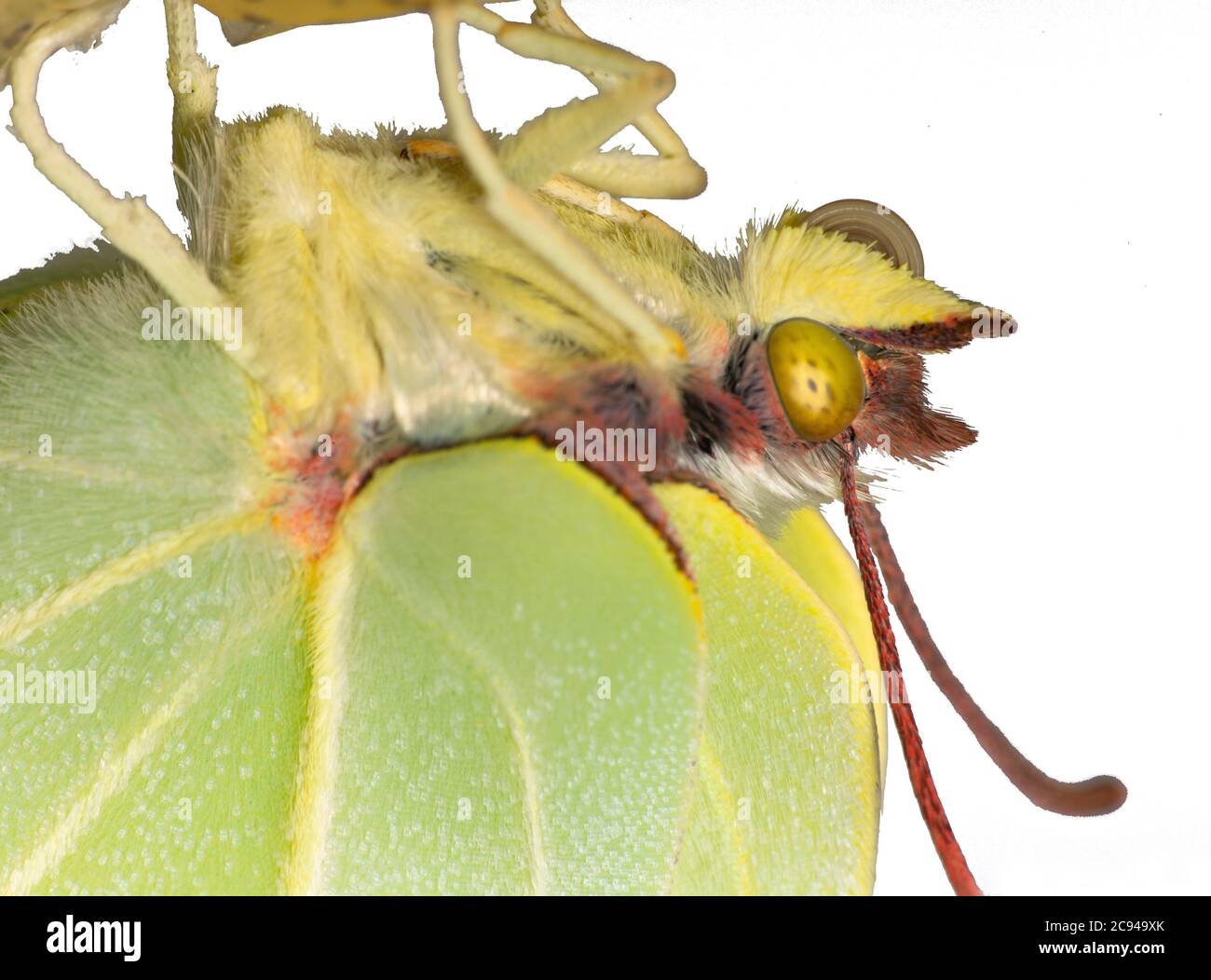 A common brimstone butterfly (Gonepteryx rhamni) as it emerges from the ...