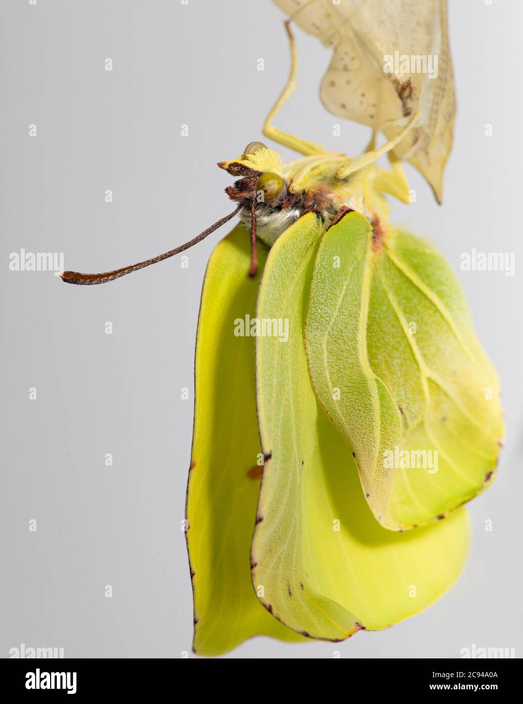 A common brimstone butterfly (Gonepteryx rhamni) as it emerges from the ...