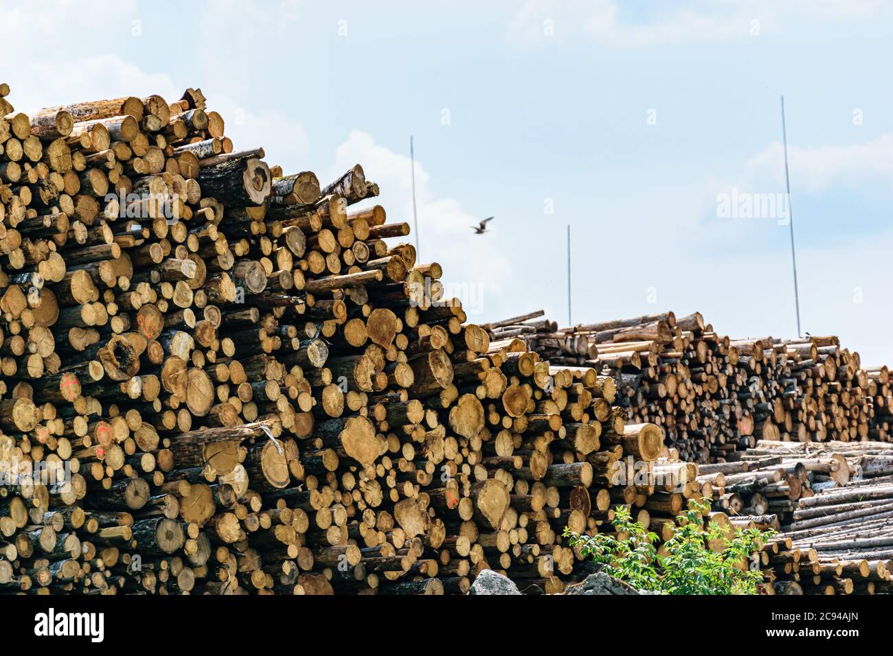 A pile of logs in a warehouse at the port awaiting shipment. timber ...