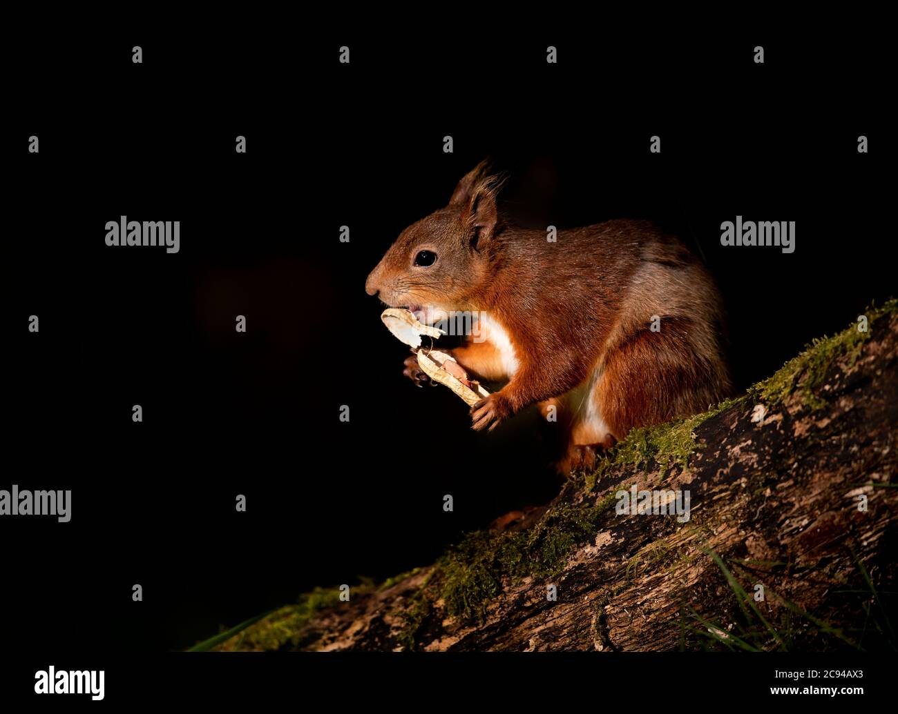 A red squirrel or Eurasian red squirrel (Sciurus vulgaris) at ...