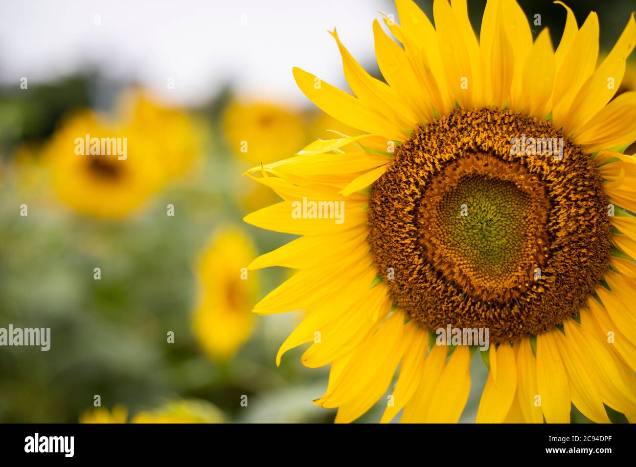 Close up shot of the sunflower on the bright sunny day. Copy space on ...