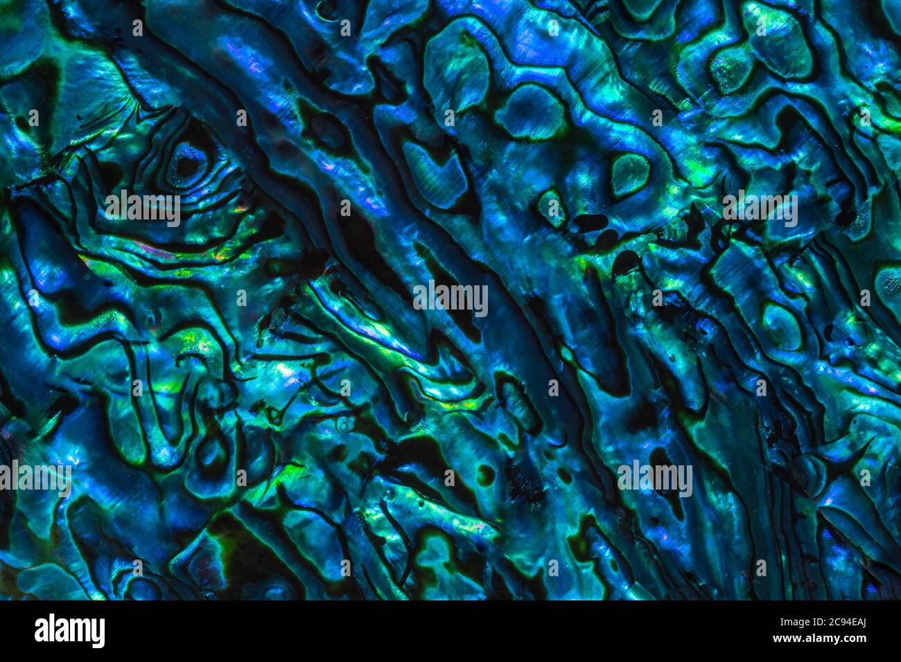 Paua hi-res stock photography and images - Alamy