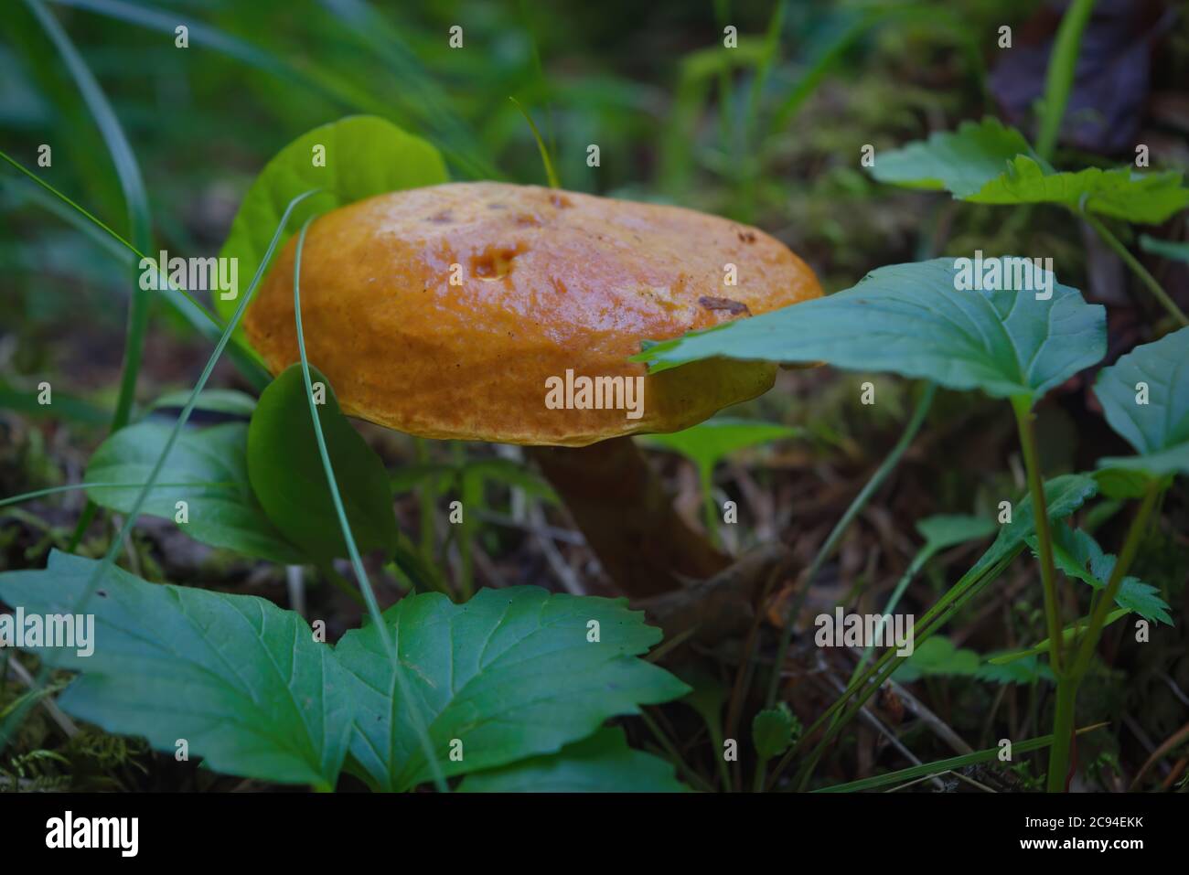 Suillus grevillei commonly known as Greville's bolete and larch bolete ...