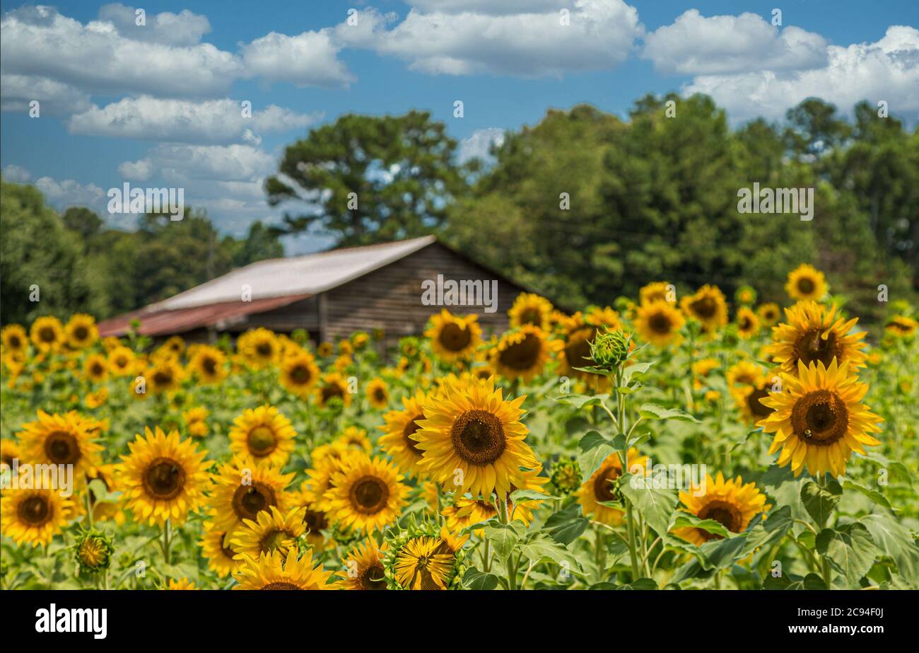 Barn Behind Field of Summer Sunflowers Stock Photo - Alamy