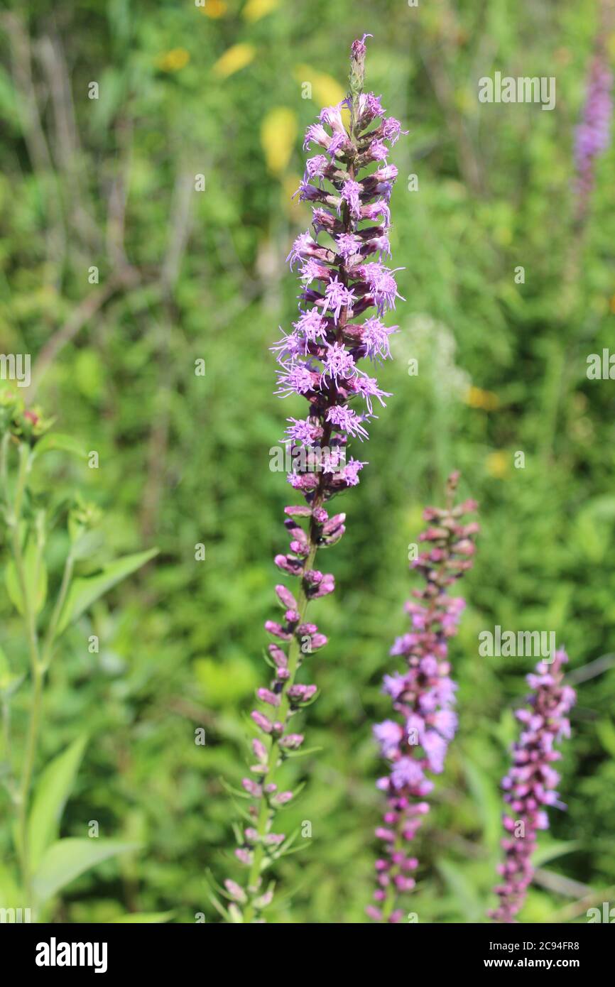 Illinois prairie wildflowers hi-res stock photography and images - Alamy