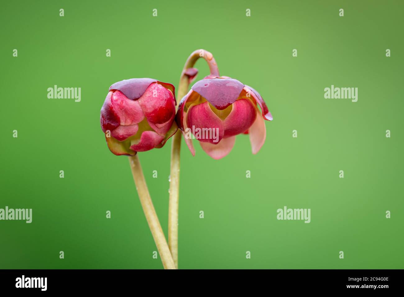 The Newfoundland pitcher plant is a hardy, carnivorous wetland ...