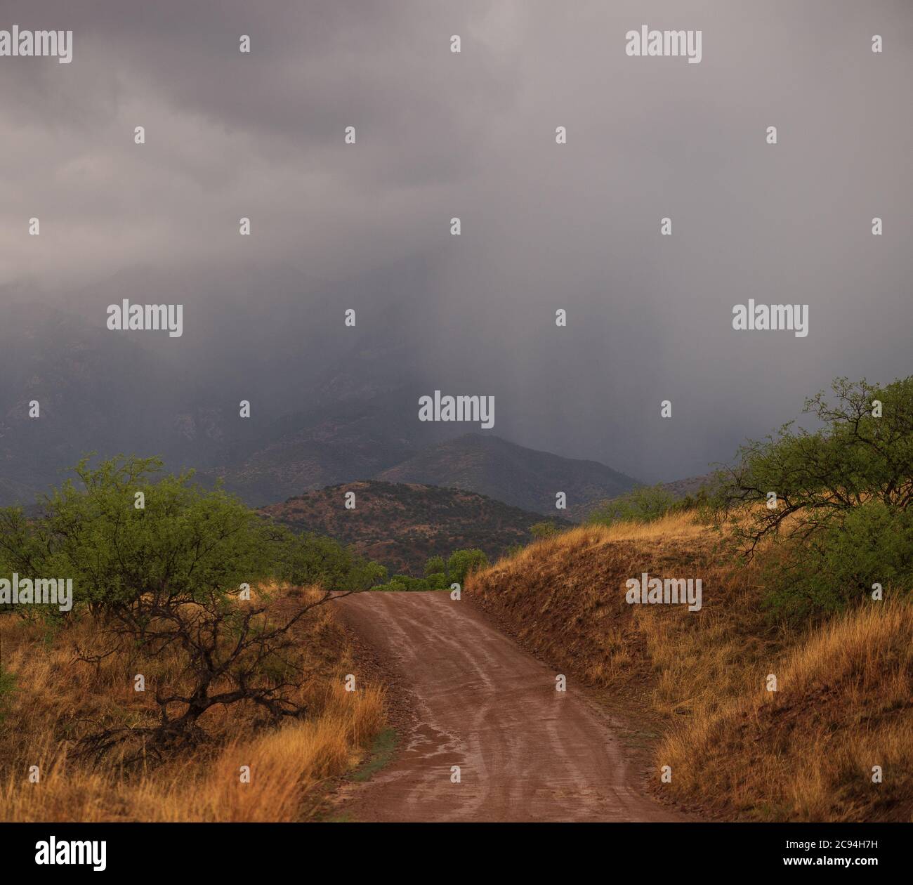 Rain falling tree forest hi-res stock photography and images - Alamy