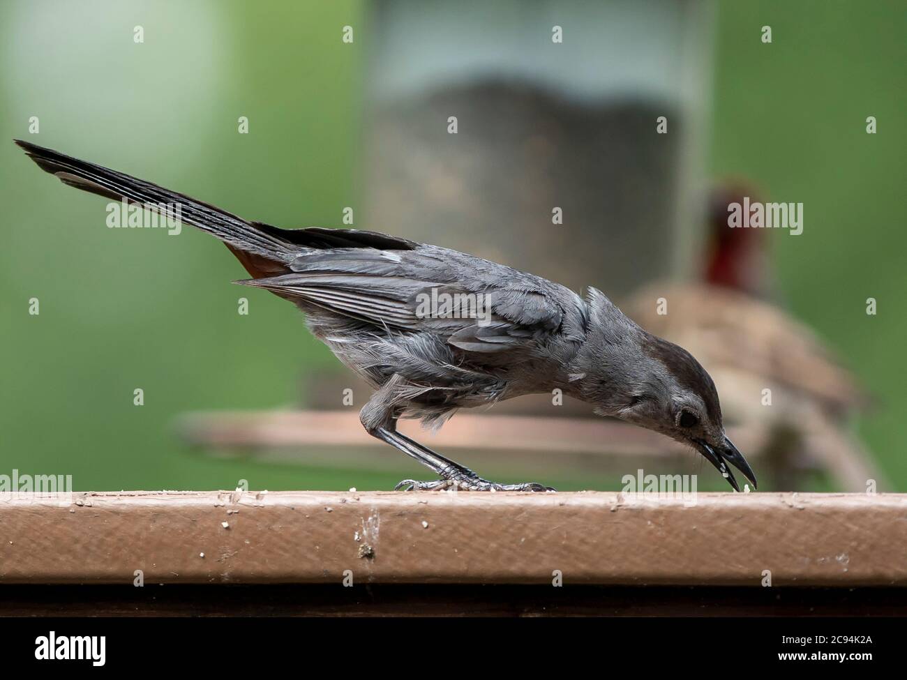 Catbird feeding hi-res stock photography and images - Alamy