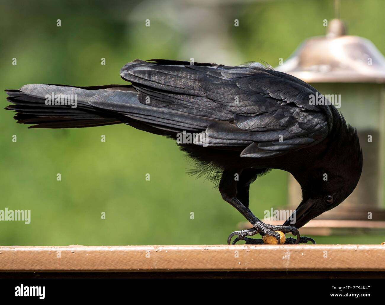 Big black bird eating a peanut Stock Photo - Alamy