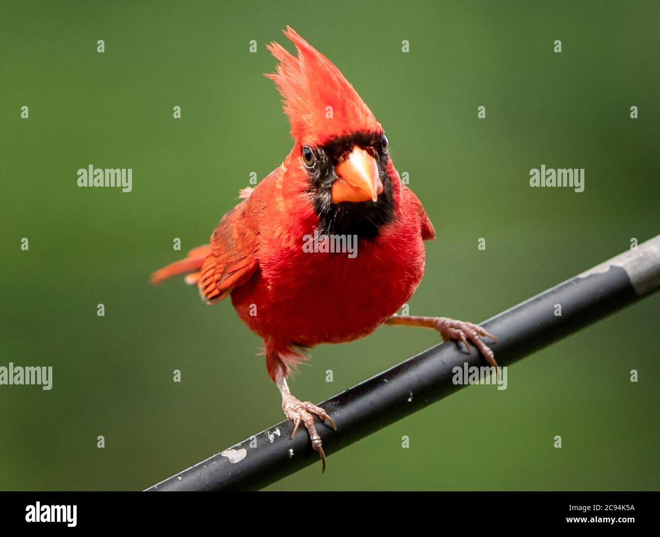 Northern Cardinal watches the camera Stock Photo - Alamy