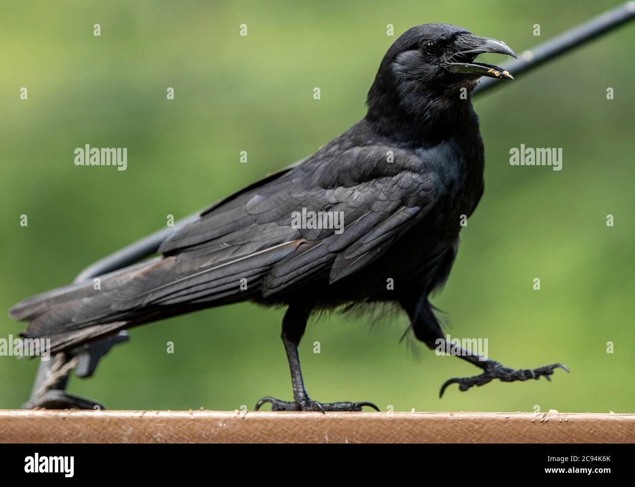 Big black bird walks along the deck Stock Photo - Alamy