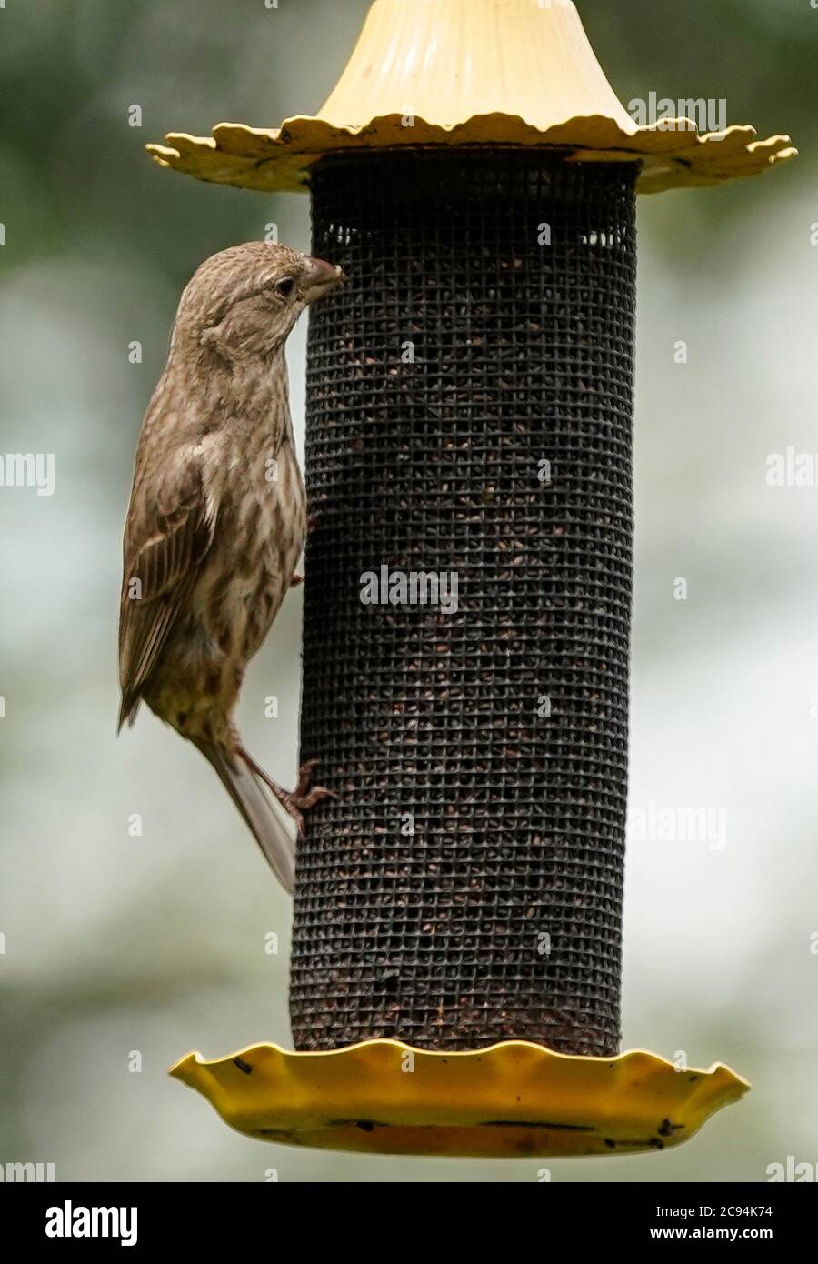 Young finch hi-res stock photography and images - Alamy