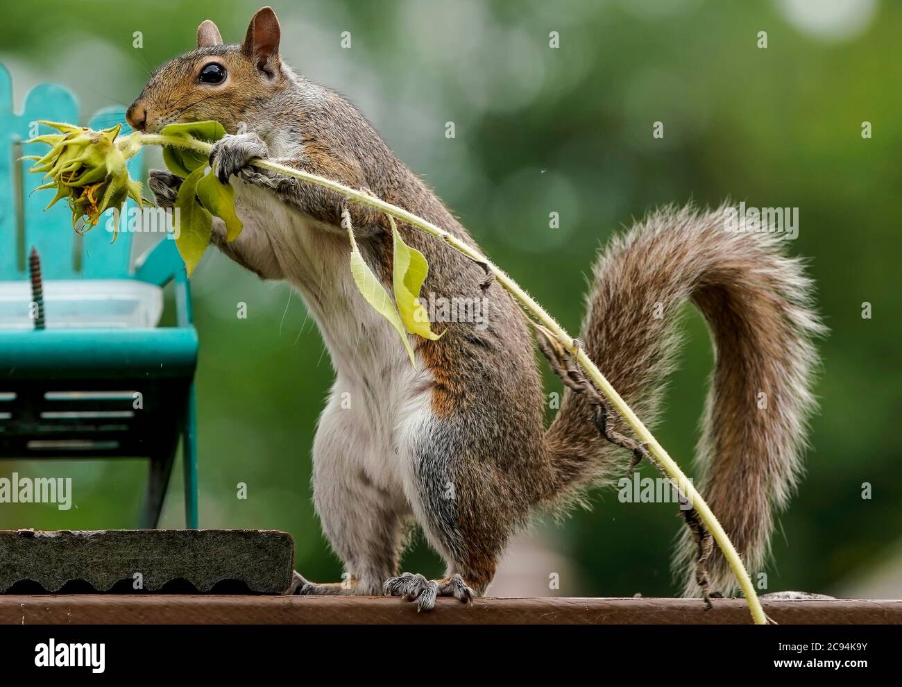 Squirrel eats on a garden Sunflower Stock Photo - Alamy