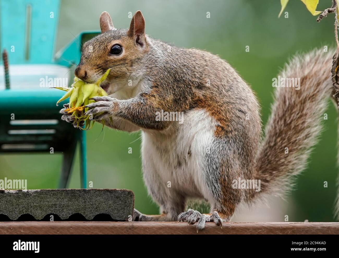 Squirrel chewing hi-res stock photography and images - Alamy