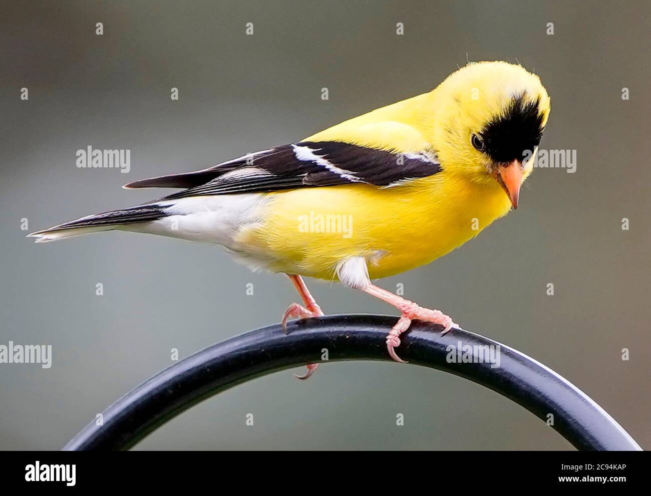Gold Finch posing on the beam Stock Photo - Alamy