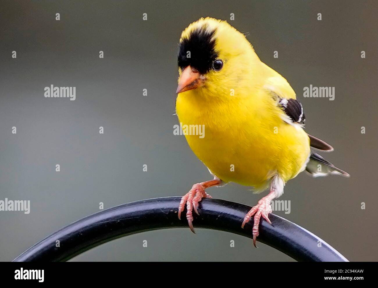 American Gold Finch Stock Photo - Alamy