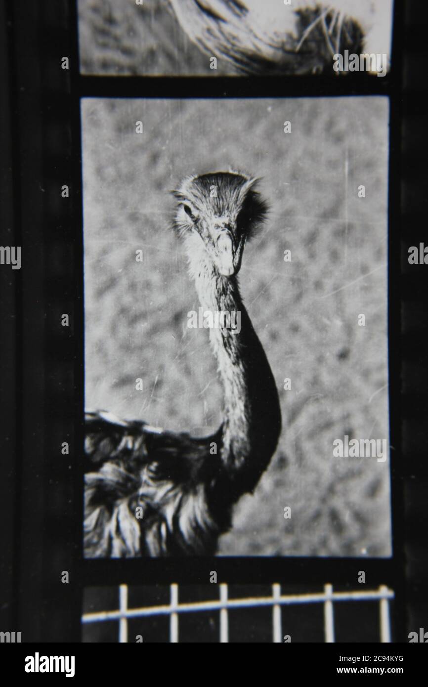 Fine 70s vintage black and white photography of a baby ostrich in ...