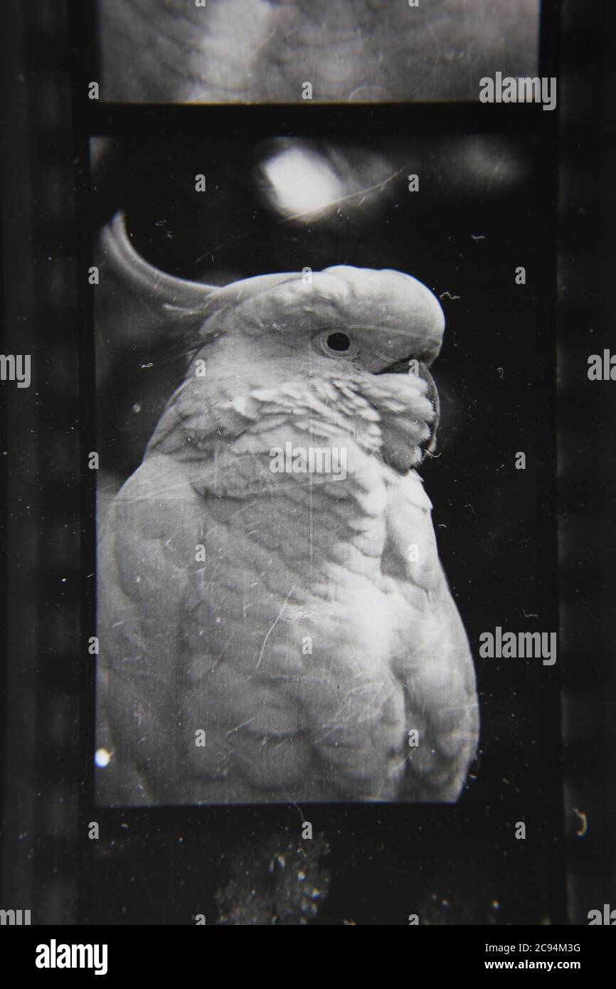 Weiro bird hi-res stock photography and images - Alamy