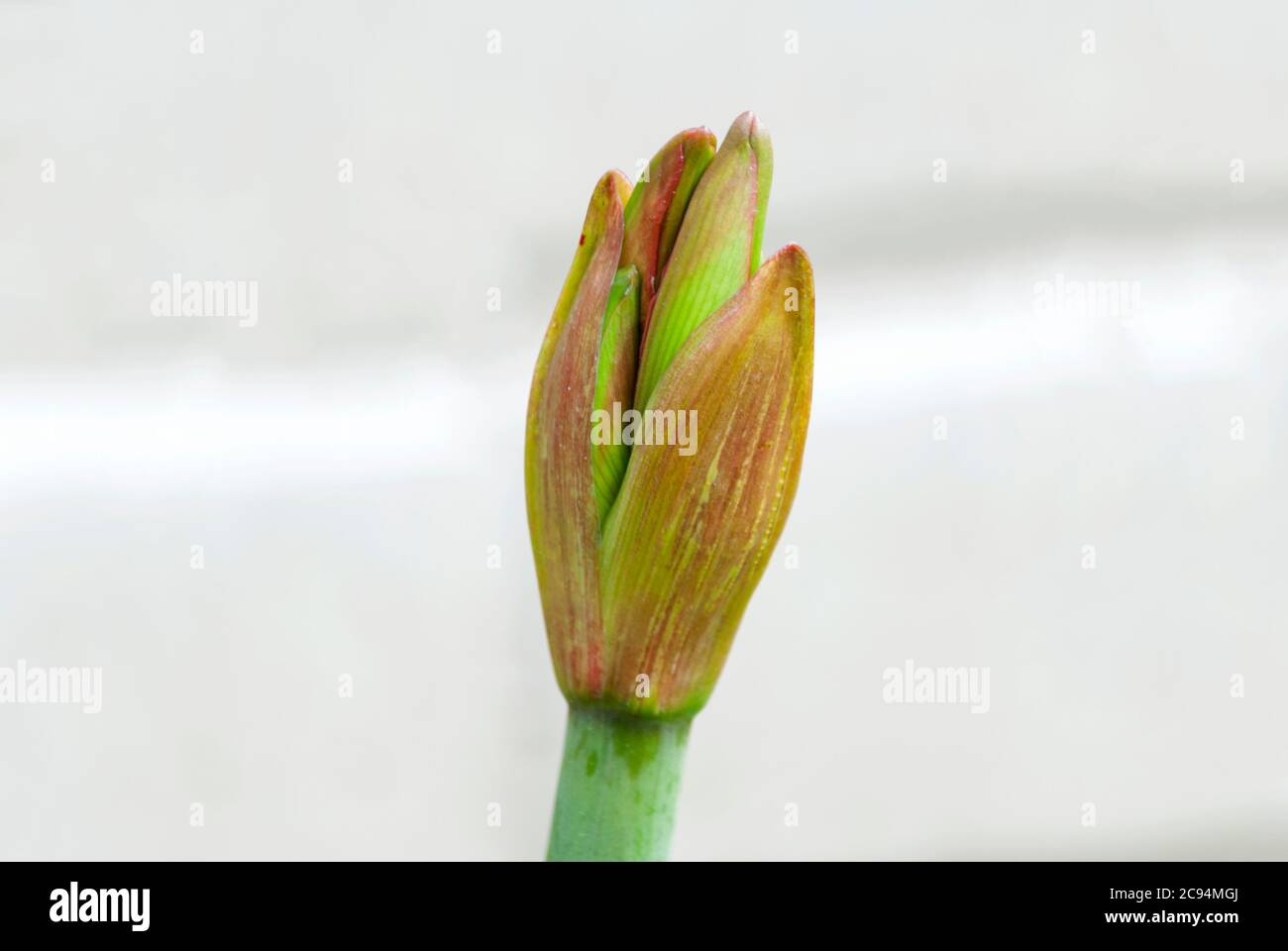 Stem with lily flowers planted in outdoor garden, buds in tropical ...
