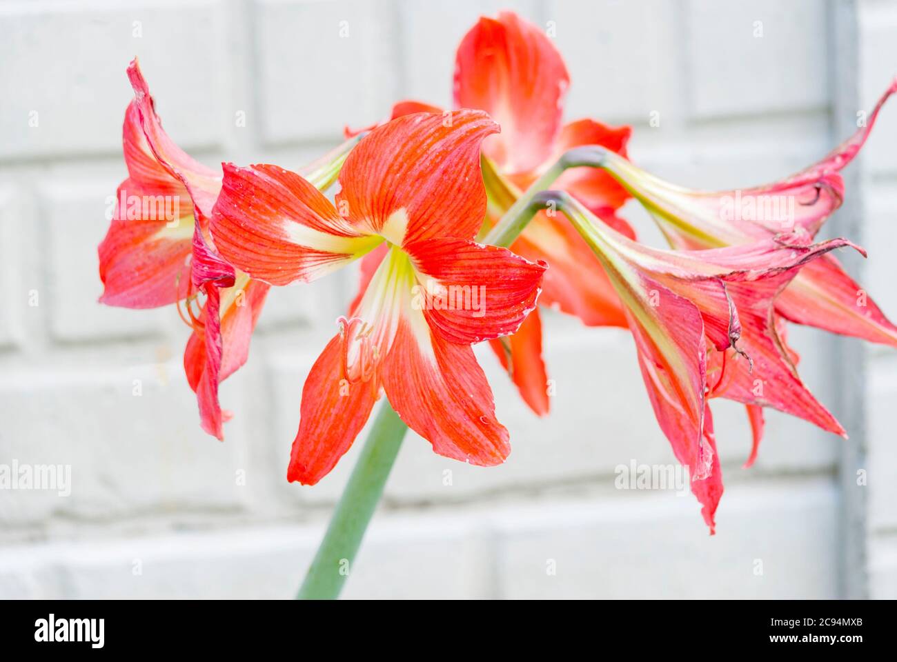 Stem with lily flowers planted in outdoor garden, buds in tropical ...