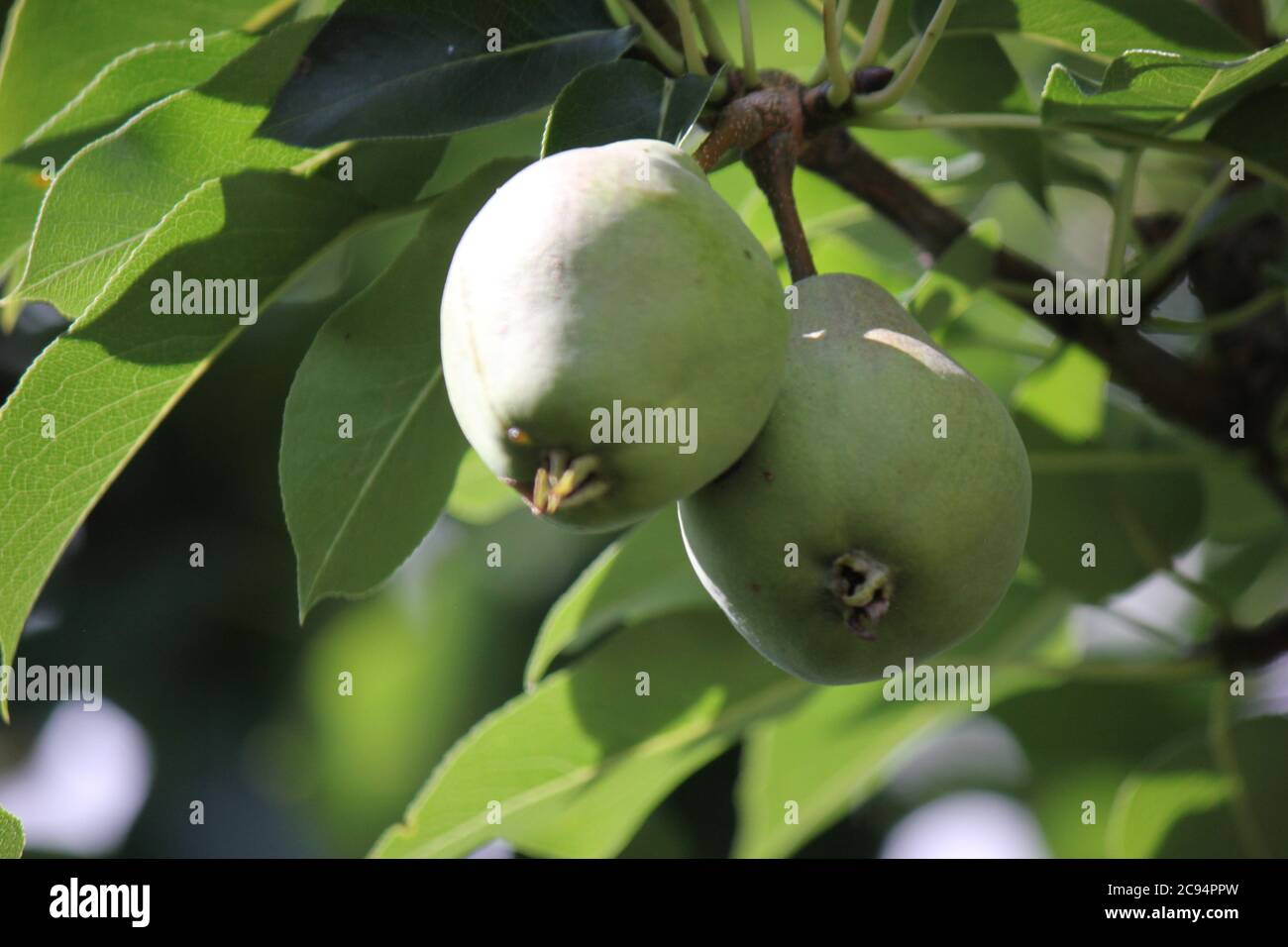 Fresh green pears growing in the backyard Stock Photo - Alamy