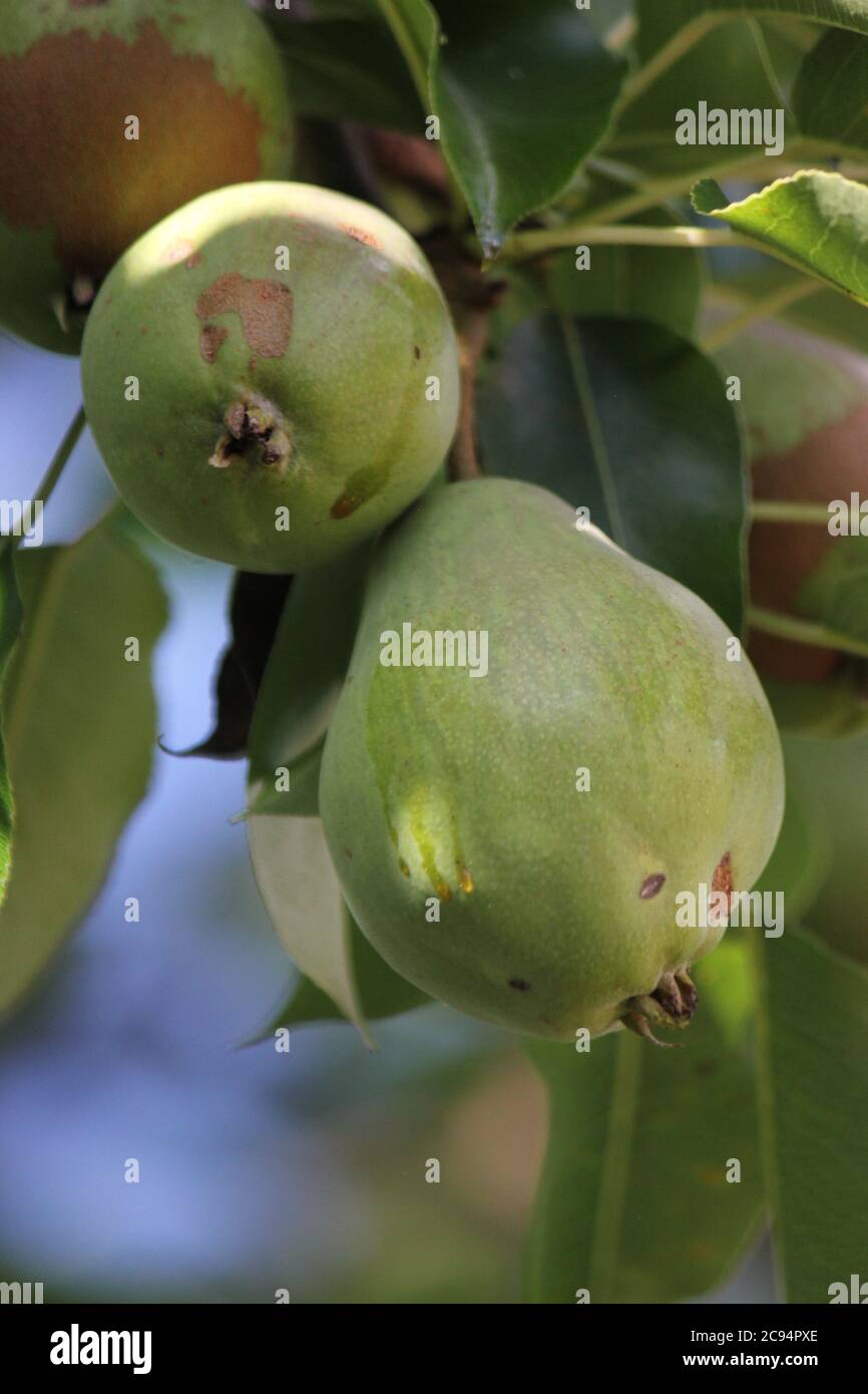 Pear ripening in sun hi-res stock photography and images - Alamy