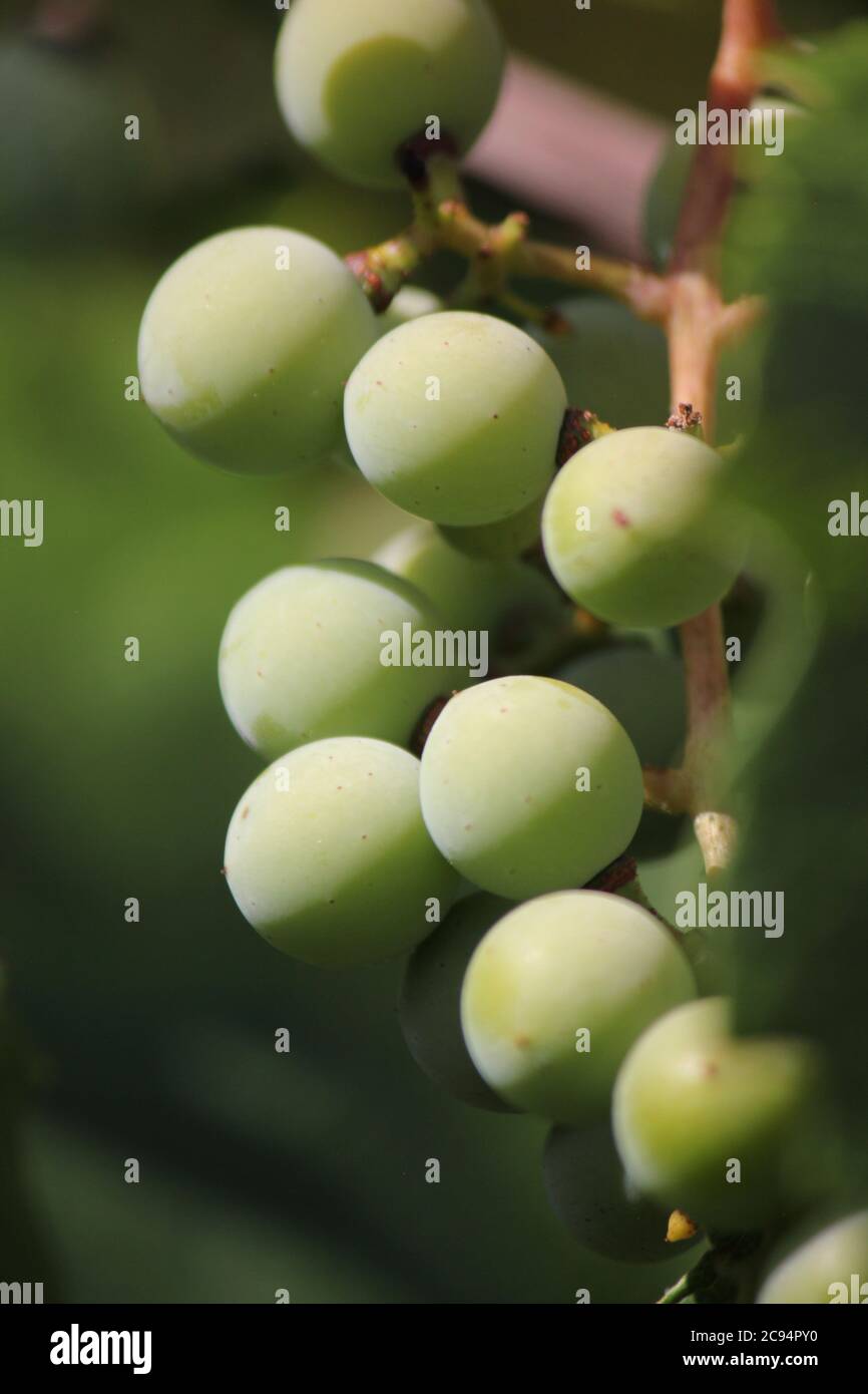 Perfect fresh Albanian wine grapes growing in the backyard Stock Photo ...