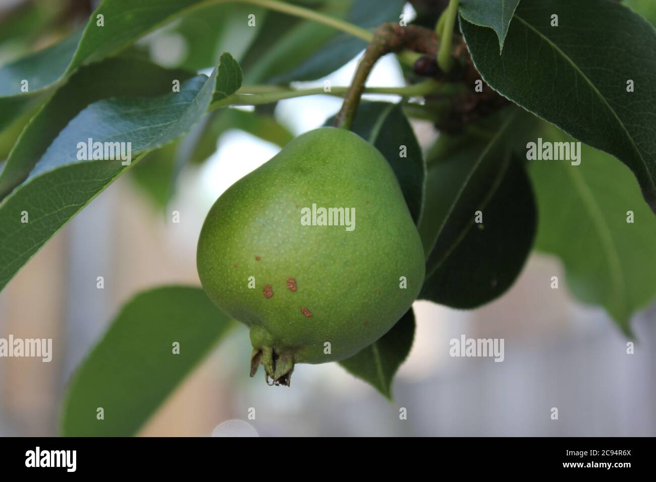Fresh green pears growing in the backyard Stock Photo - Alamy
