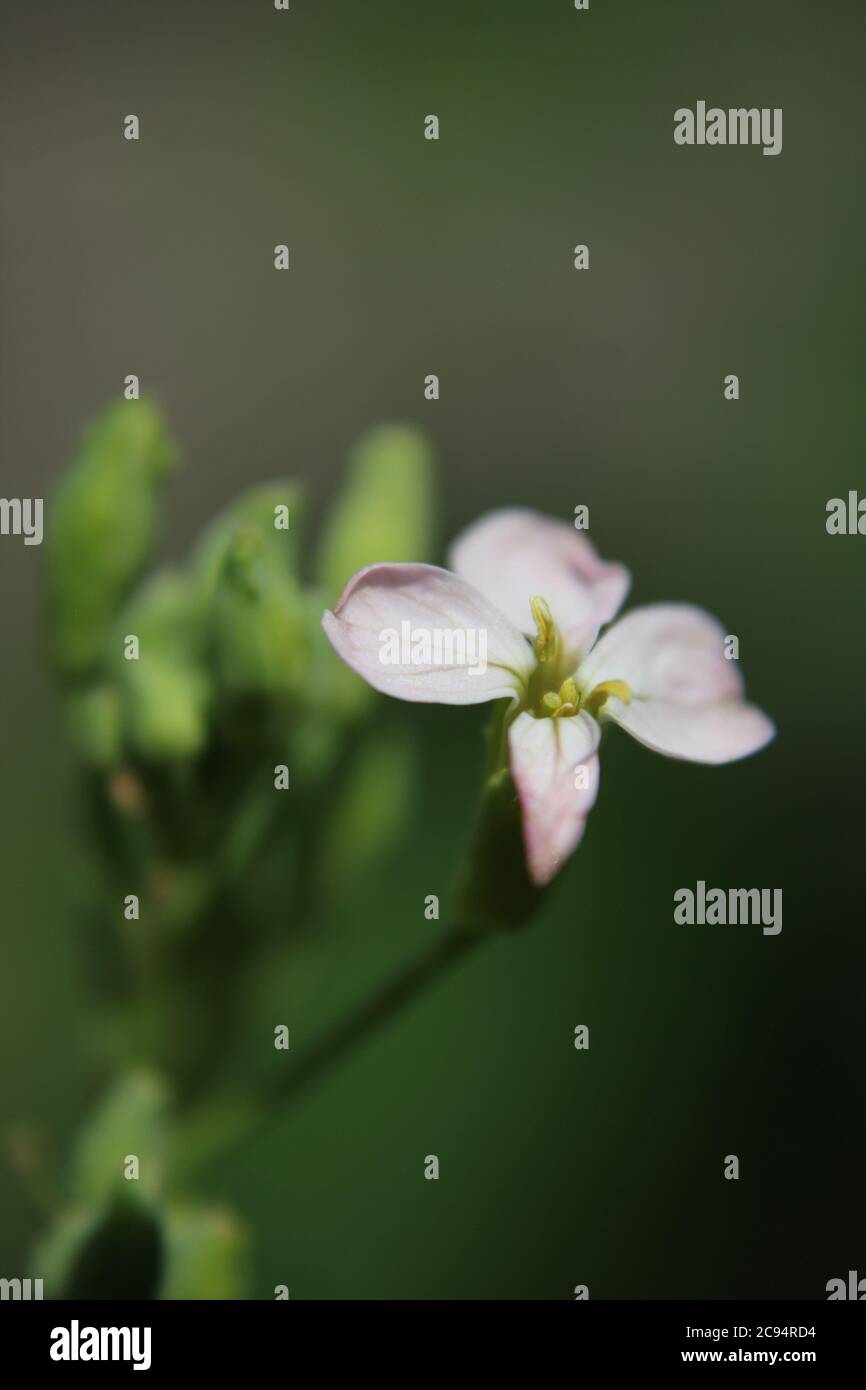 Beautiful radish flower in the backyard vegetable garden Stock Photo ...