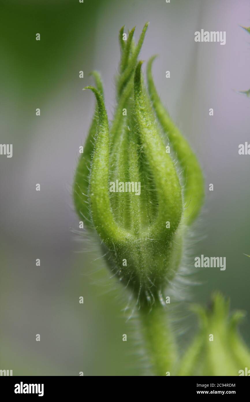 Beautiful squash plant bud growing in the backyard vegetable garden ...