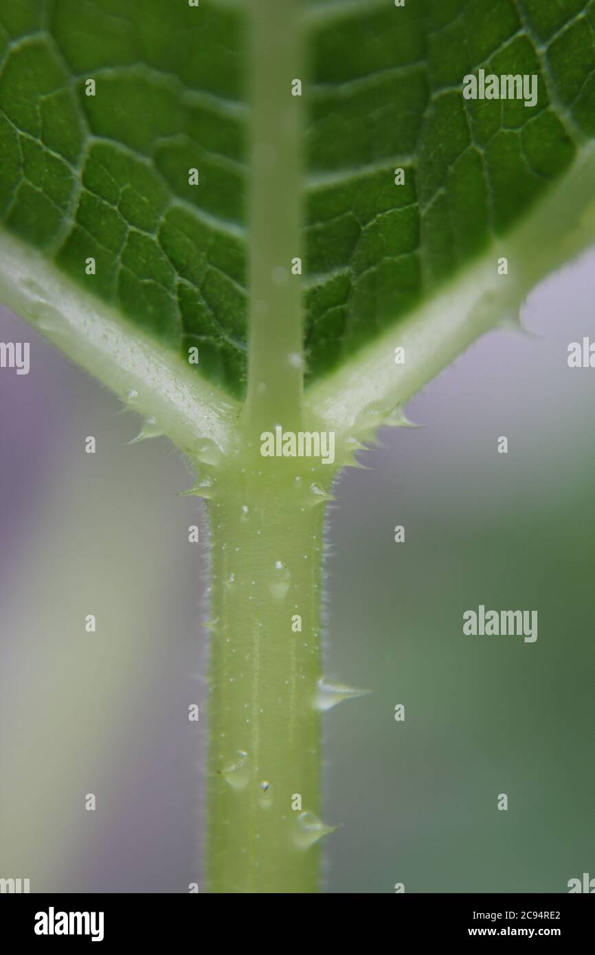 Beautiful squash plant growing in the backyard vegetable garden Stock ...