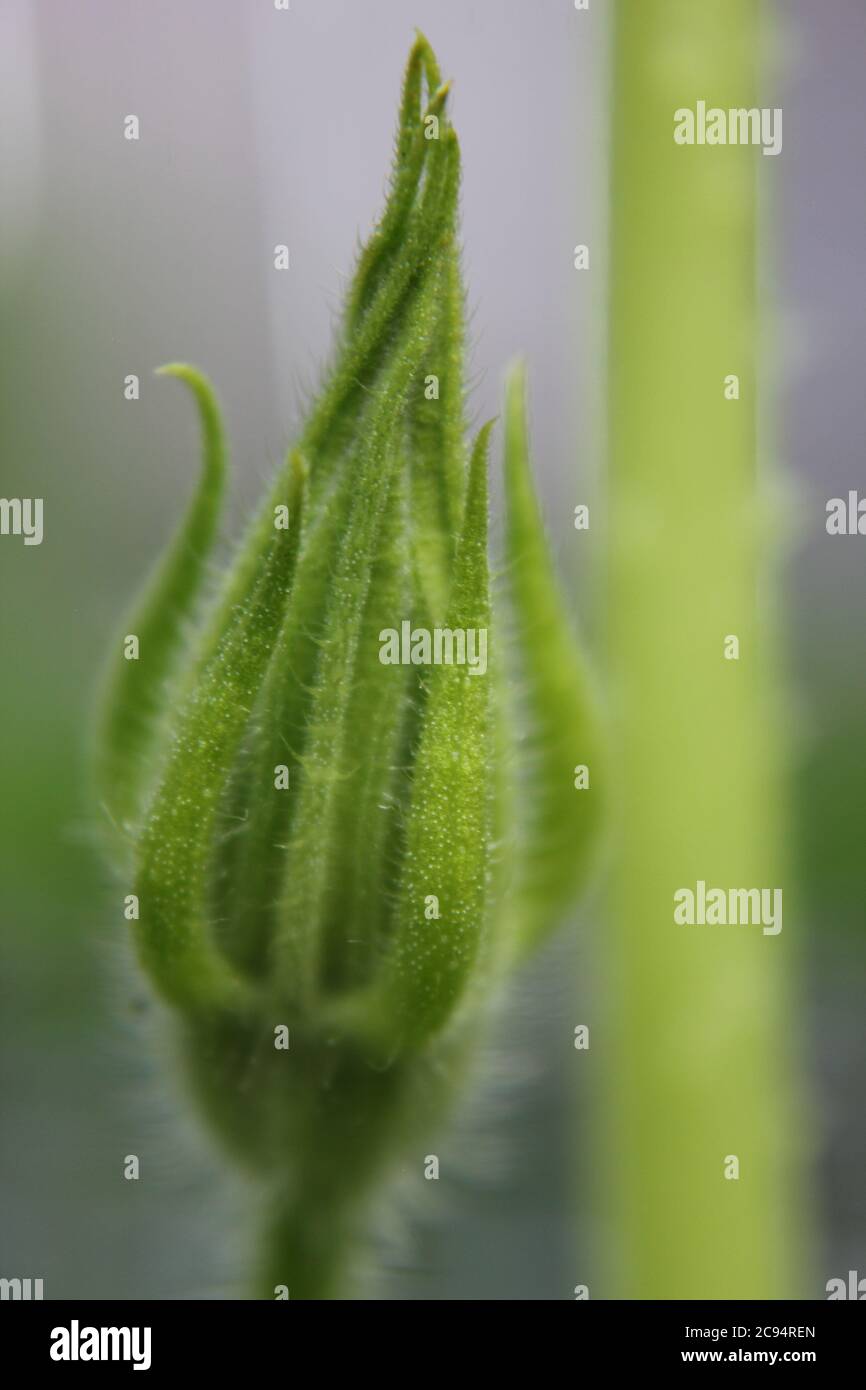 Beautiful squash plant bud growing in the backyard vegetable garden ...