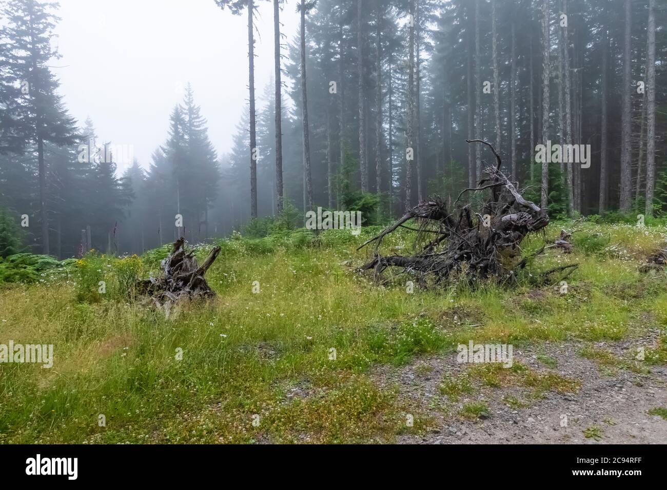 A forest road accesses logging landings like this, allowing logging ...