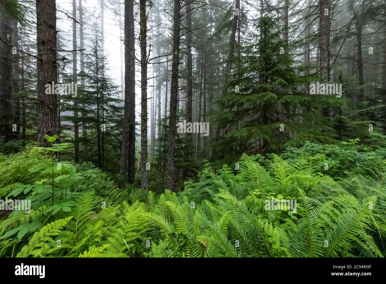 Sword Fern, Polystichum munitum, along a forest road in Gifford Pinchot ...