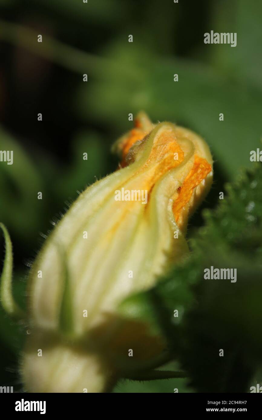 Beautiful squash plant growing in the backyard vegetable garden Stock ...
