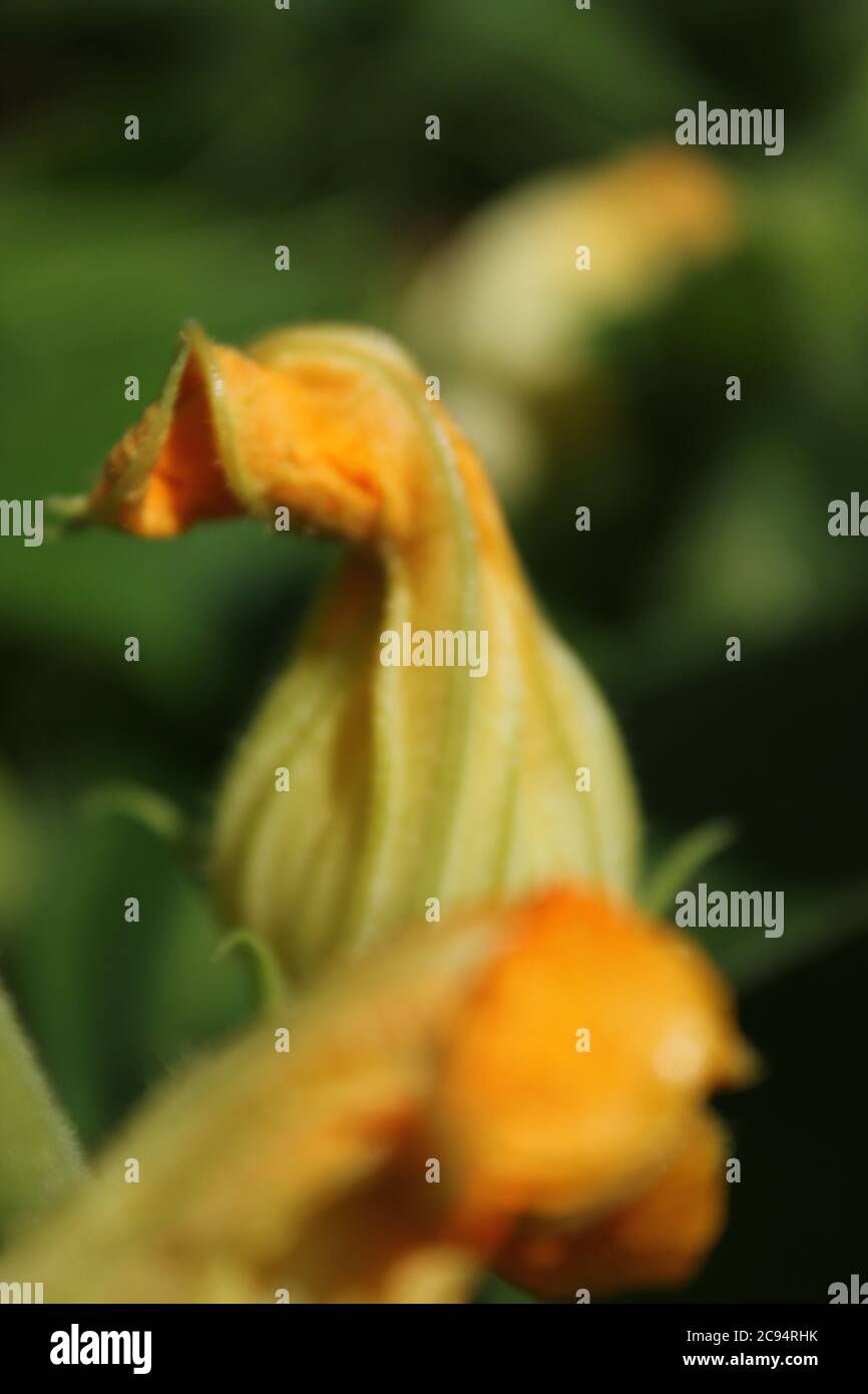 Beautiful squash plant growing in the backyard vegetable garden Stock ...