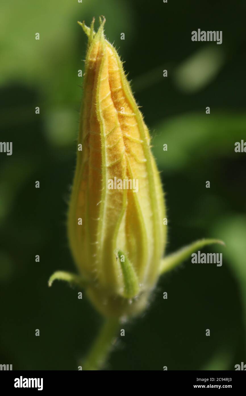 Beautiful squash plant growing in the backyard vegetable garden Stock ...