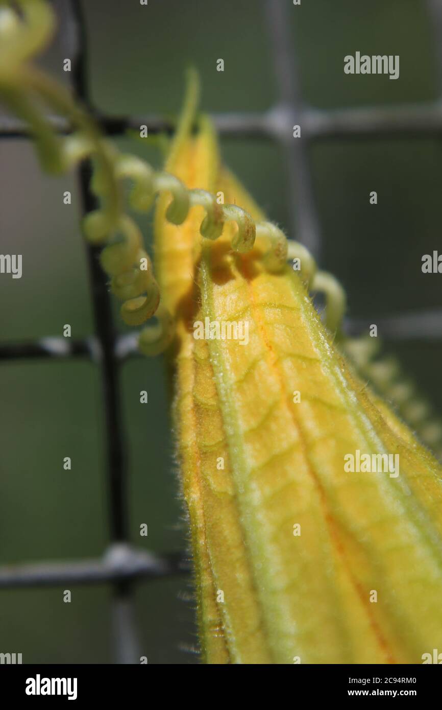 Beautiful squash plant growing in the backyard vegetable garden Stock ...